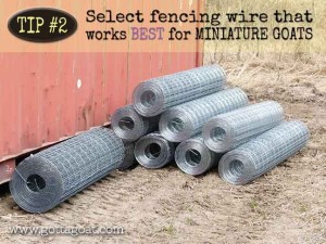 5 Tips for Goat Fencing for Your Miniature Goats | GottaGoat