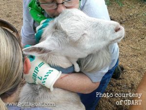 Leo the Goat | GottaGoat