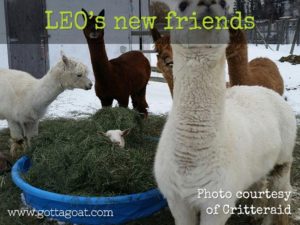 Leo the Goat | GottaGoat