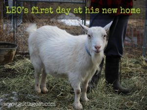 Leo the Goat | GottaGoat