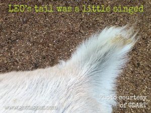 Leo the Goat | GottaGoat