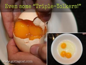 When Will Your Chickens Start to Lay Eggs? | GottaGoat