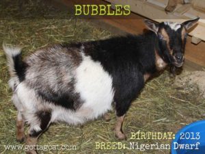 Nigerian Dwarf Goat Doe - Bubbles | GottaGoat