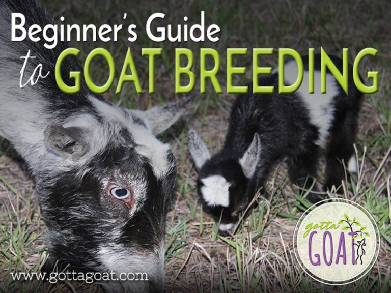 Beginner's Guide to Goat Breeding | GottaGoat
