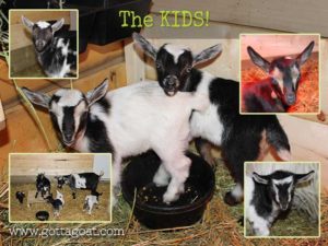 Beginner's Guide to Goat Breeding | GottaGoat