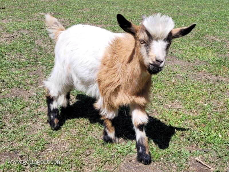 For Sale | GottaGoat