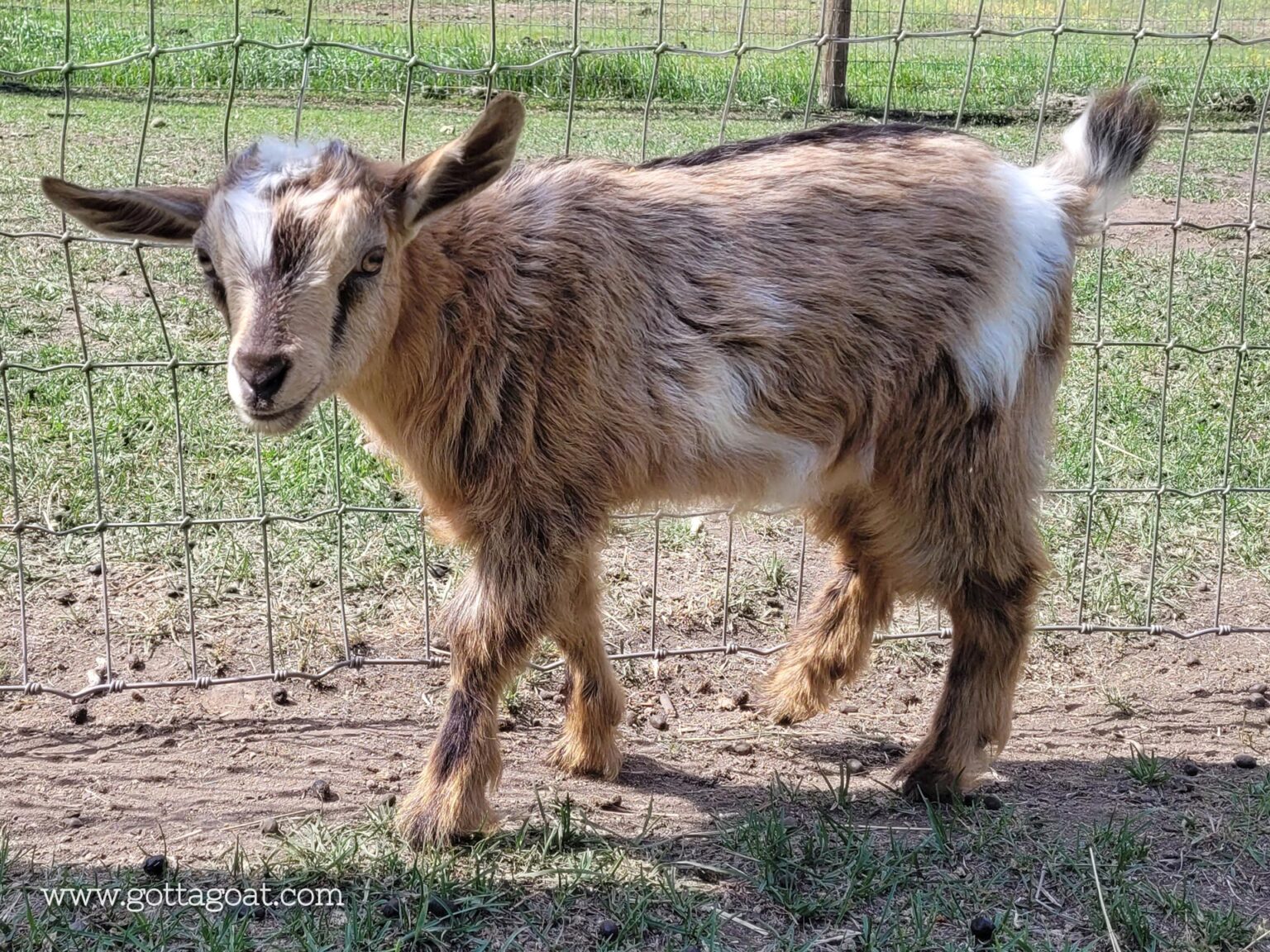 For Sale | GottaGoat