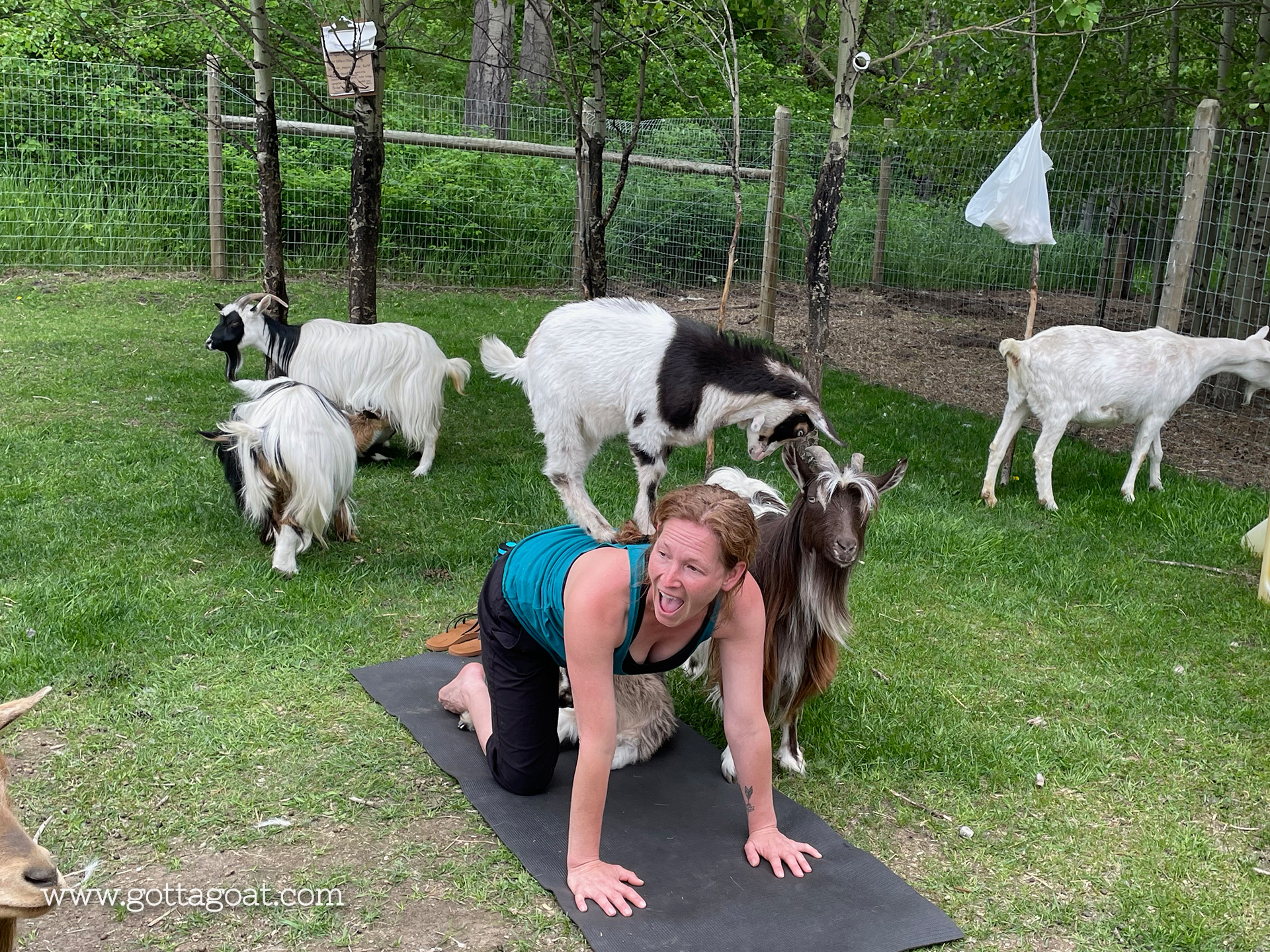 Meet Our Goat Yoga Instructors | GottaGoat