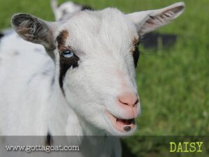 Lease-A-Goat | GottaGoat