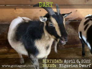 Nigerian Dwarf Goat Doe - Dart | GottaGoat